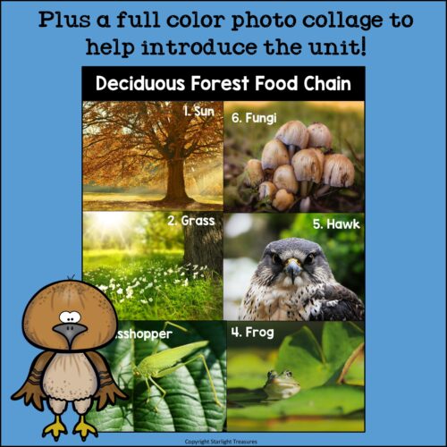Deciduous Forest Food Chain Mini Book for Early Readers - Food Chains ...
