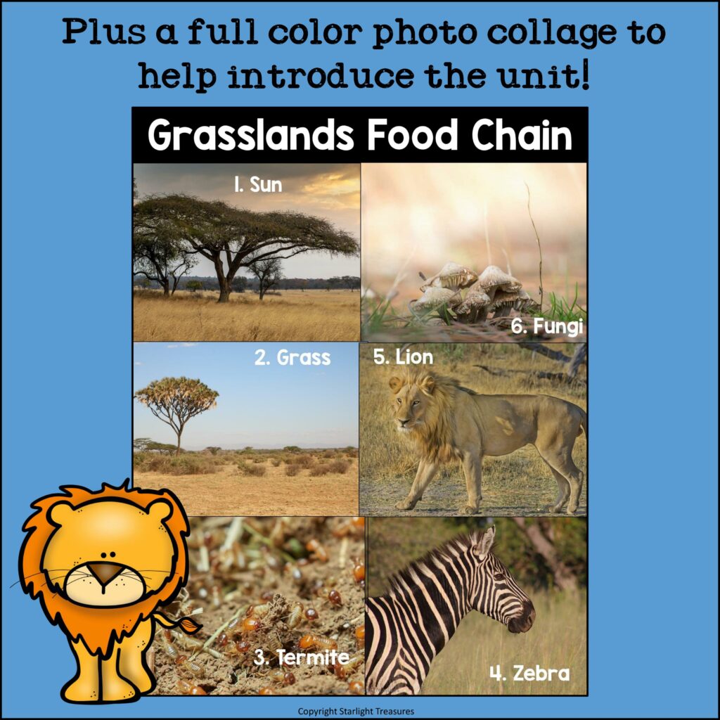 Grasslands Food Chain Mini Book for Early Readers - Food Chains | Made ...