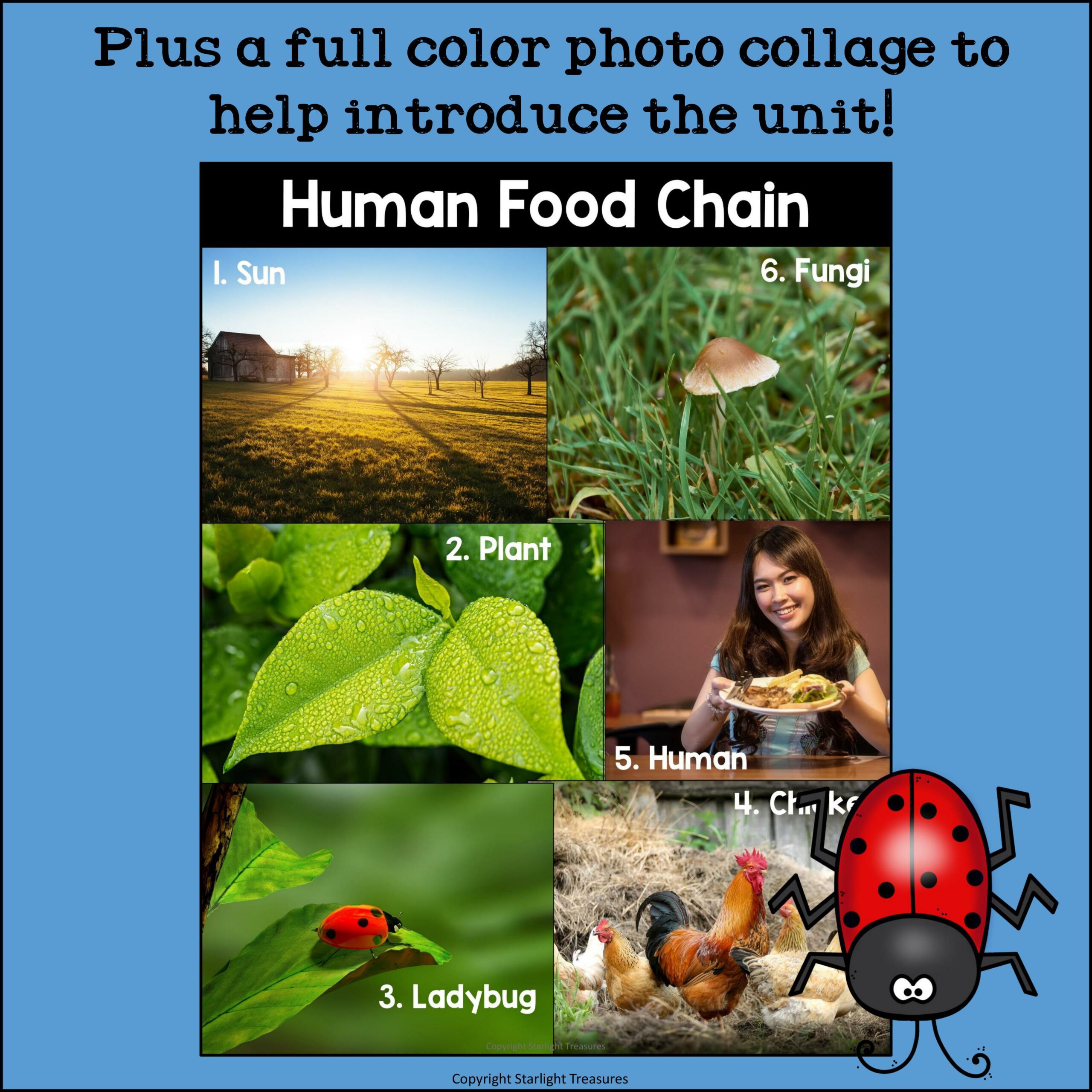 Human Food Chain Mini Book for Early Readers - Food Chains | Made By ...