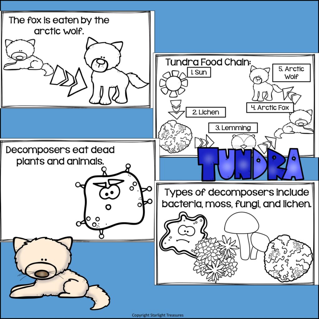 Tundra Food Chain Mini Book for Early Readers - Food Chains | Made By ...