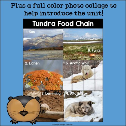 Tundra Food Chain Mini Book for Early Readers - Food Chains | Made By ...