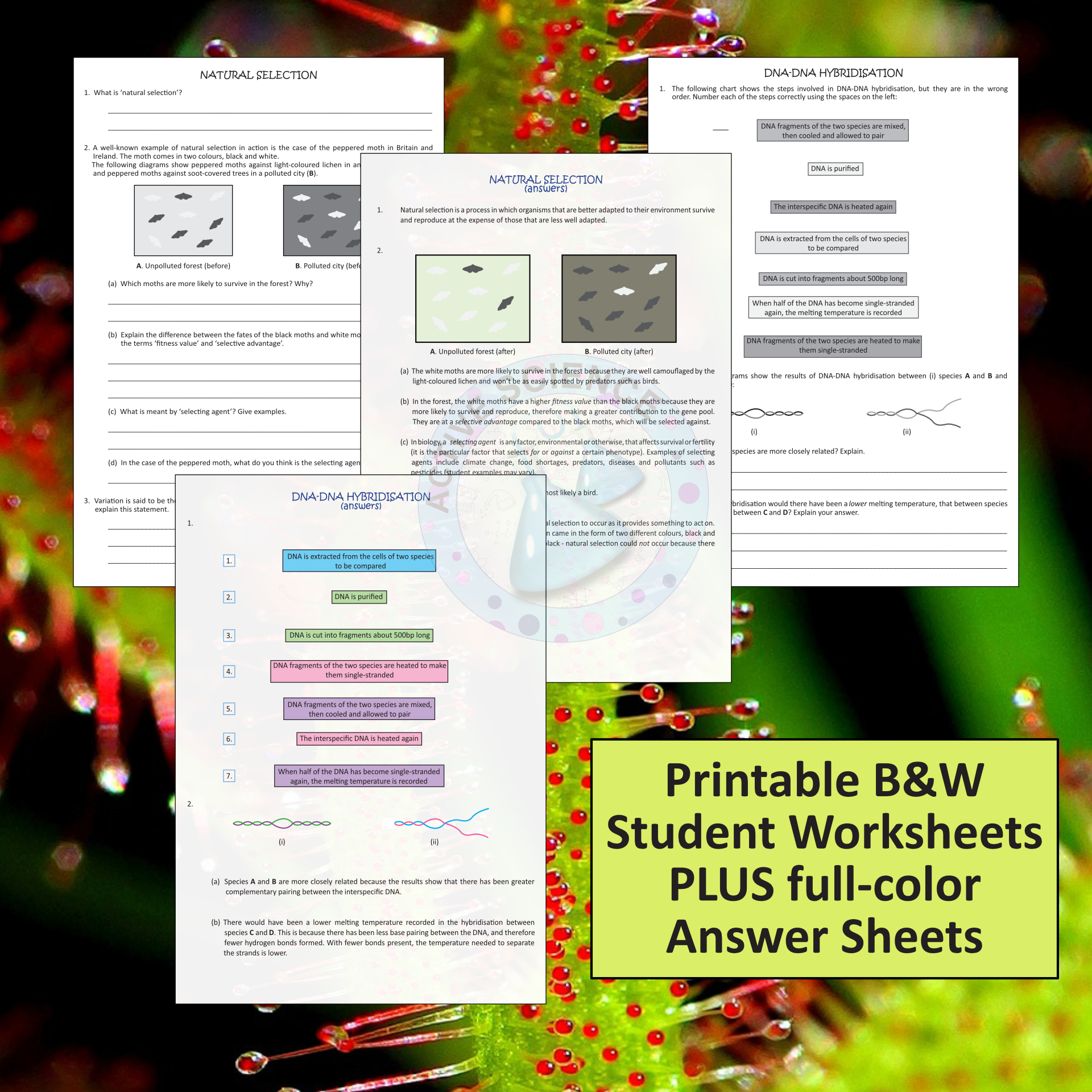 Natural Selection and Evolution (US edition) | Made By Teachers