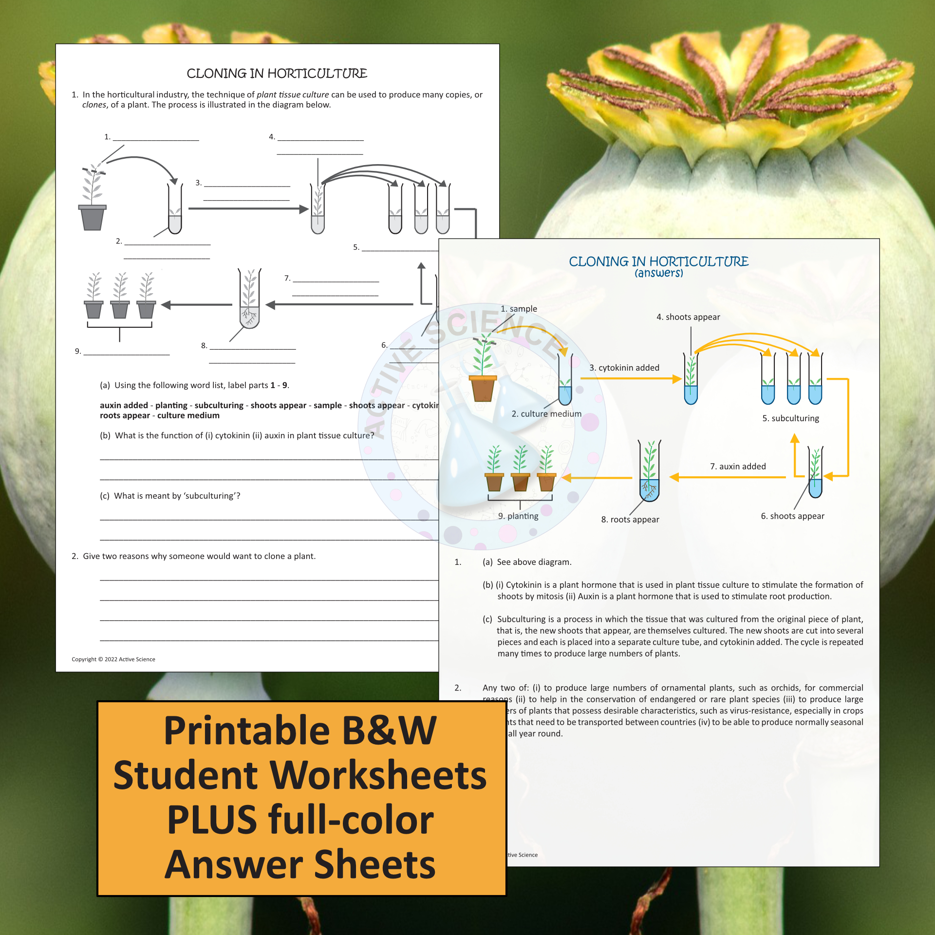 Plant and Animal Cloning (US edition) | Made By Teachers