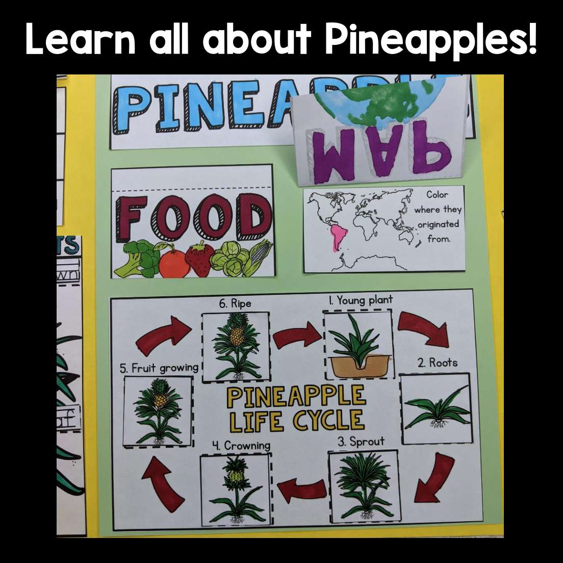 Pineapple Lapbook for Early Learners - Plant Study | Made By Teachers