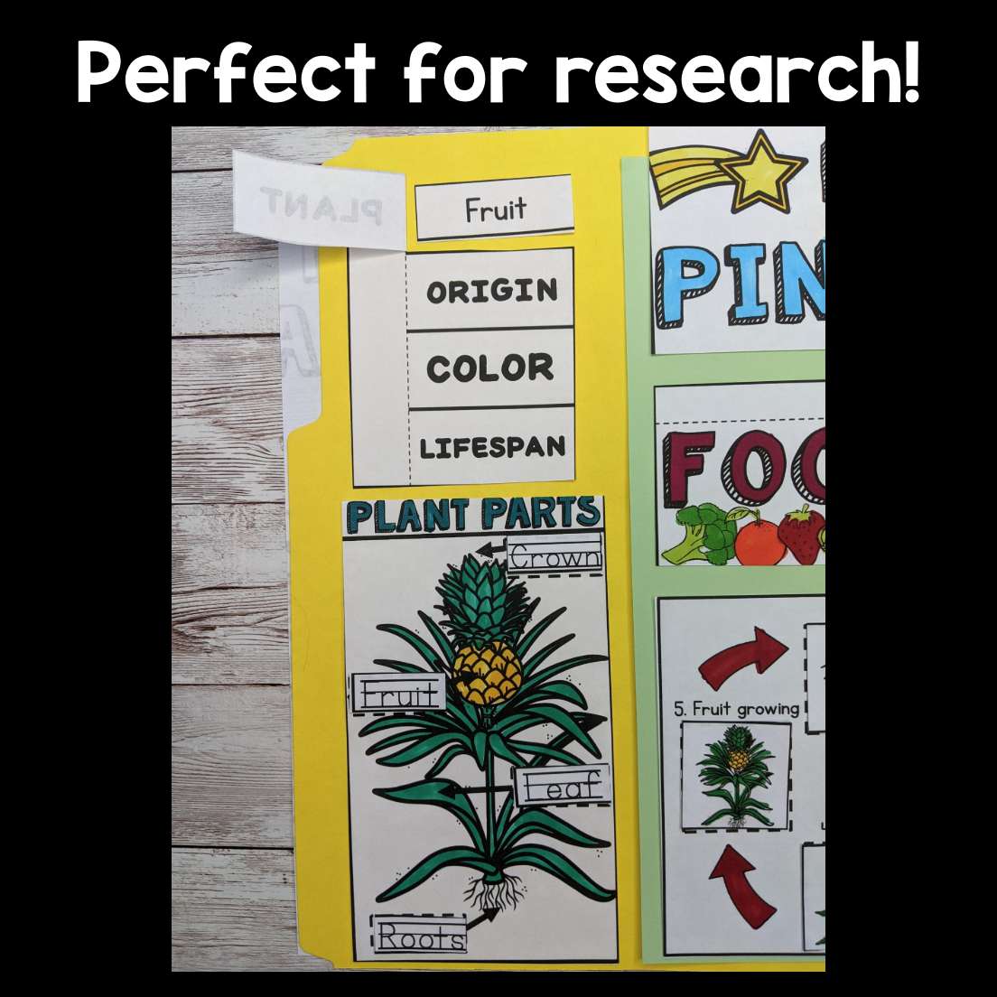 Pineapple Lapbook for Early Learners - Plant Study | Made By Teachers