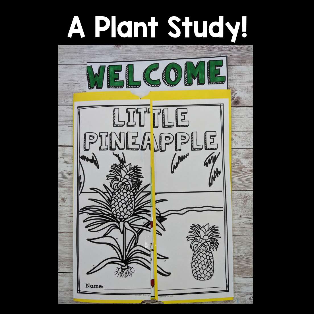 Pineapple Lapbook for Early Learners - Plant Study | Made By Teachers