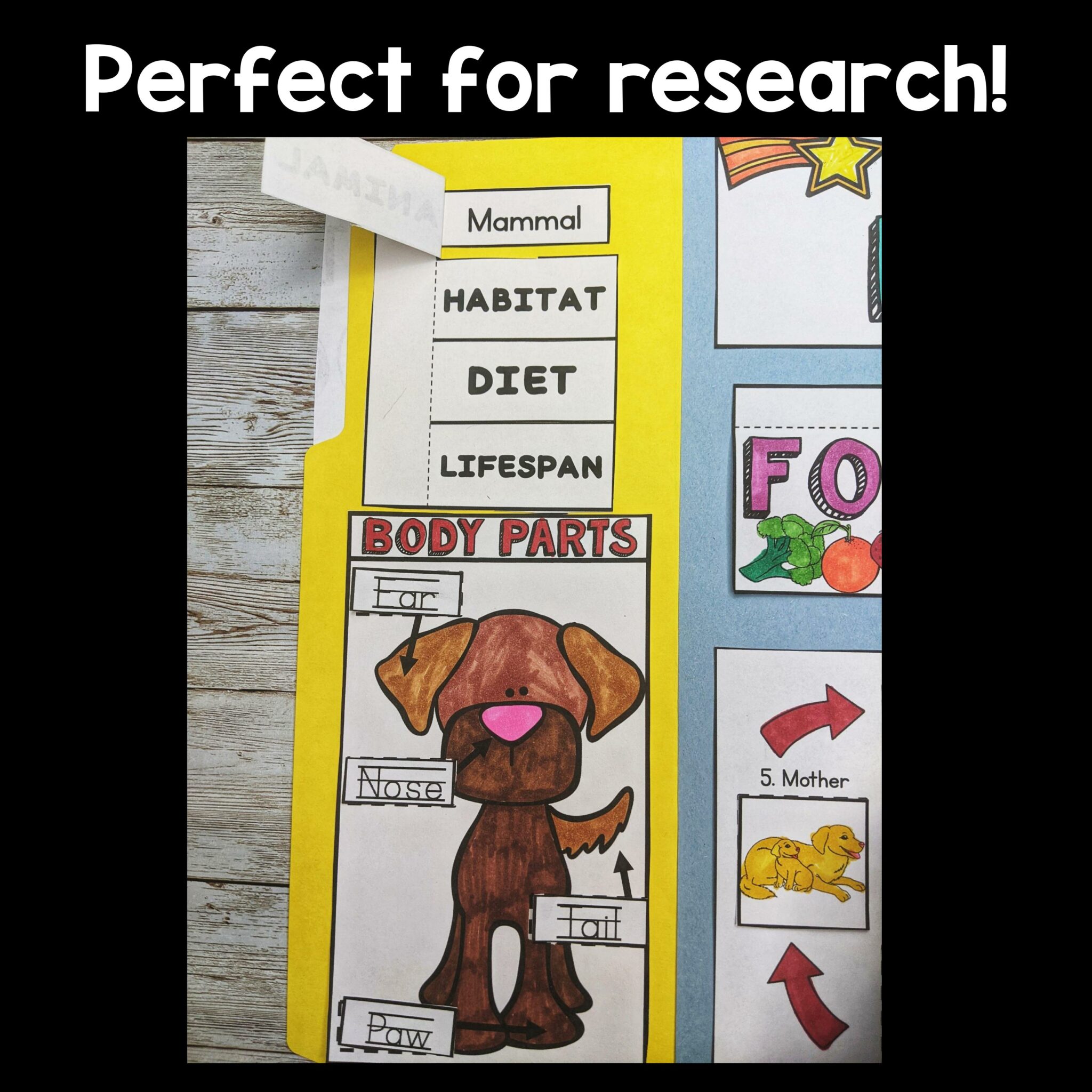 Dogs Lapbook for Early Learners - Animal Study | Made By Teachers