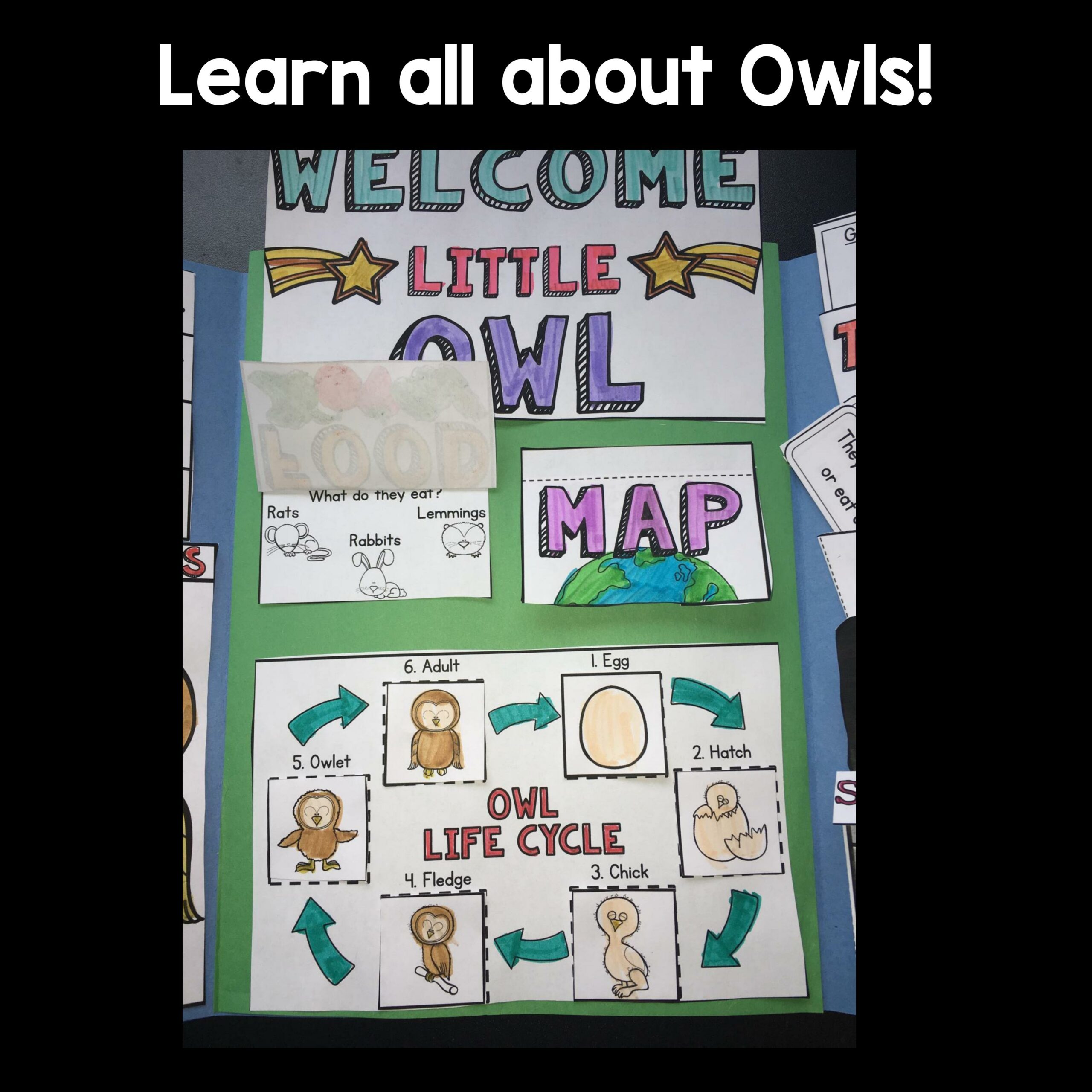 Owls Lapbook for Early Learners - Animal Study | Made By Teachers