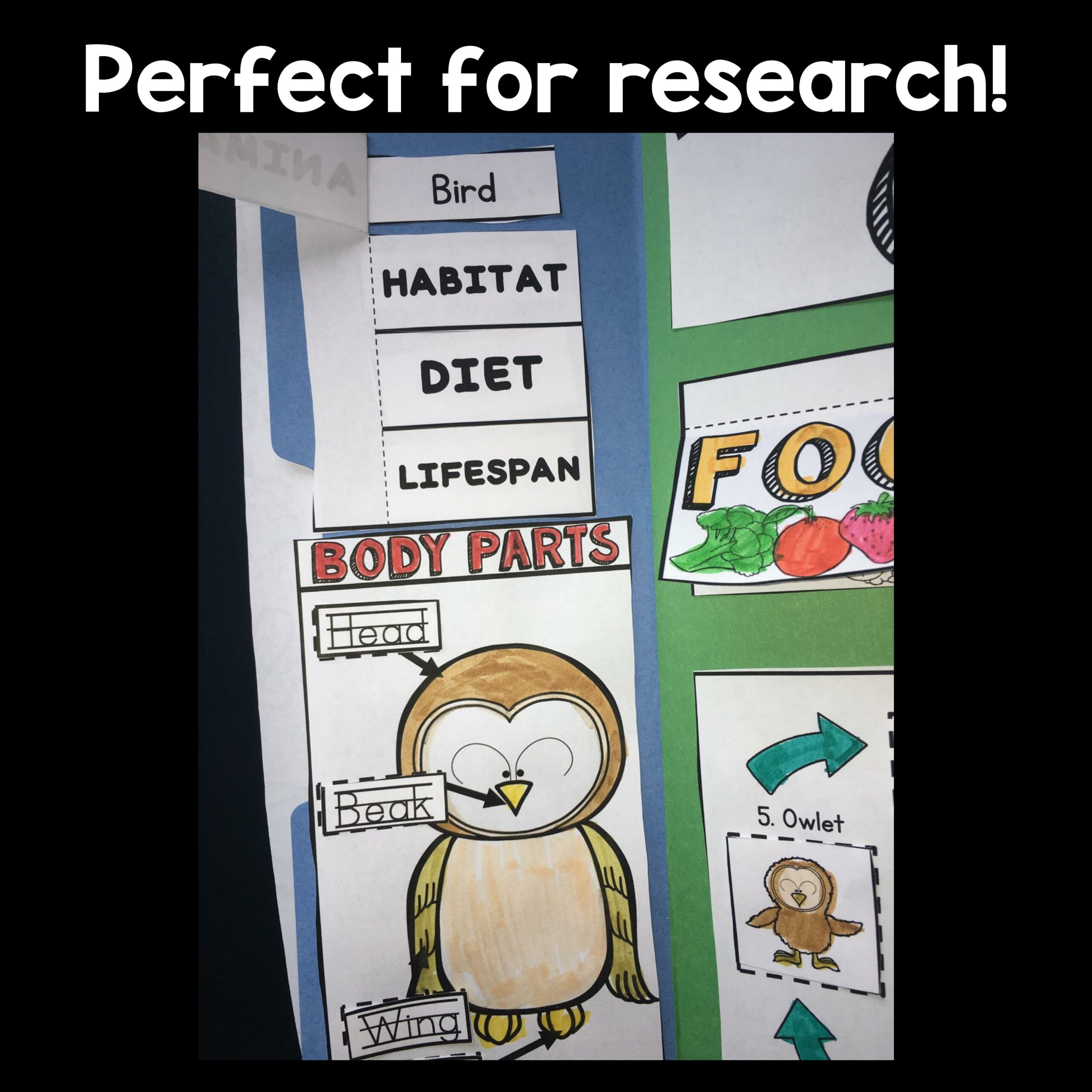 Owls Lapbook for Early Learners - Animal Study | Made By Teachers