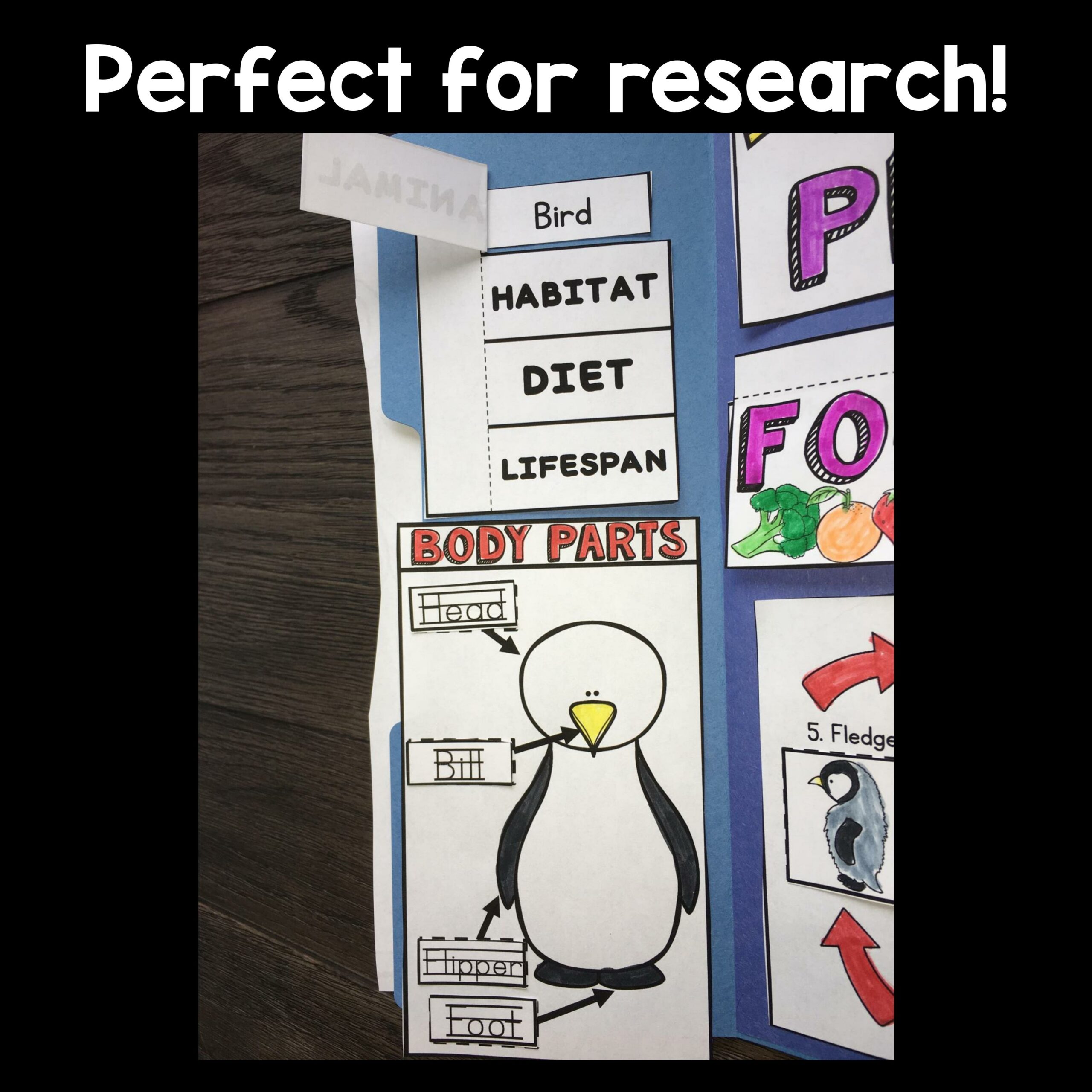 Penguins Lapbook for Early Learners - Animal Study | Made By Teachers
