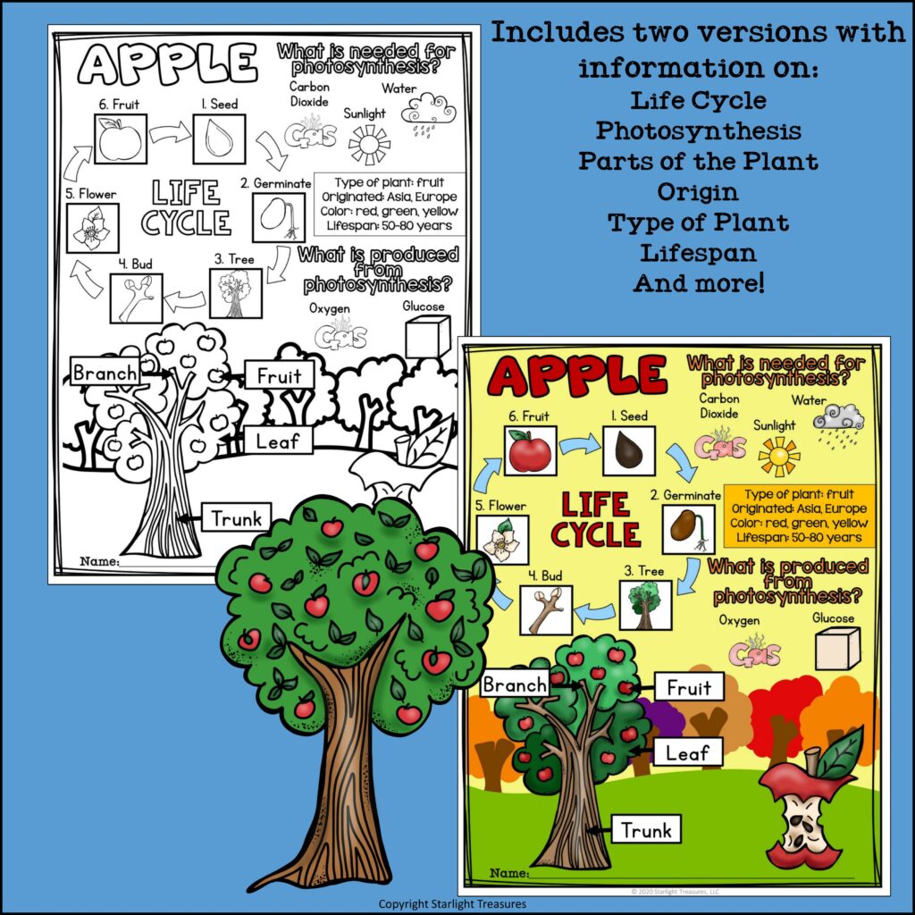 Apple Fact Sheet for Early Readers - Plant Study | Made By Teachers