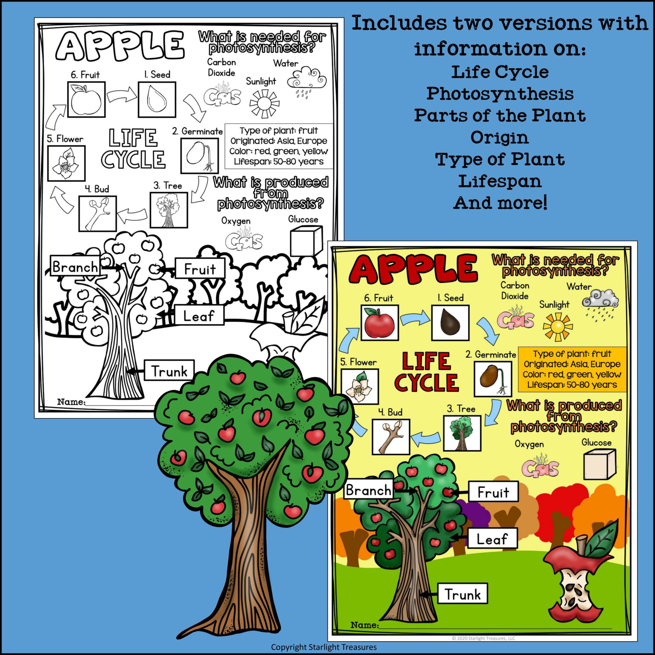 Apple Fact Sheet for Early Readers - Plant Study | Made By Teachers