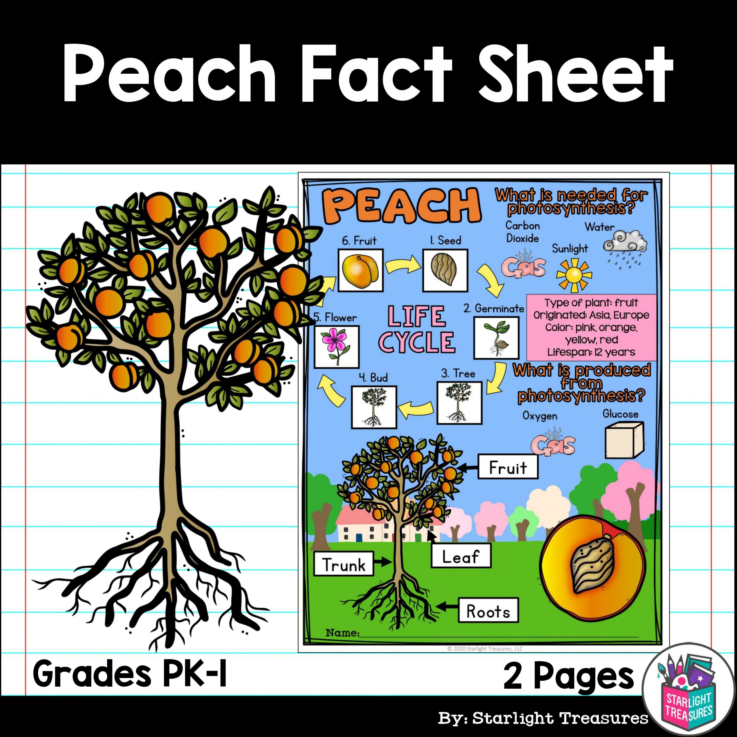 Peach Fact Sheet for Early Readers - Plant Study | Made By Teachers