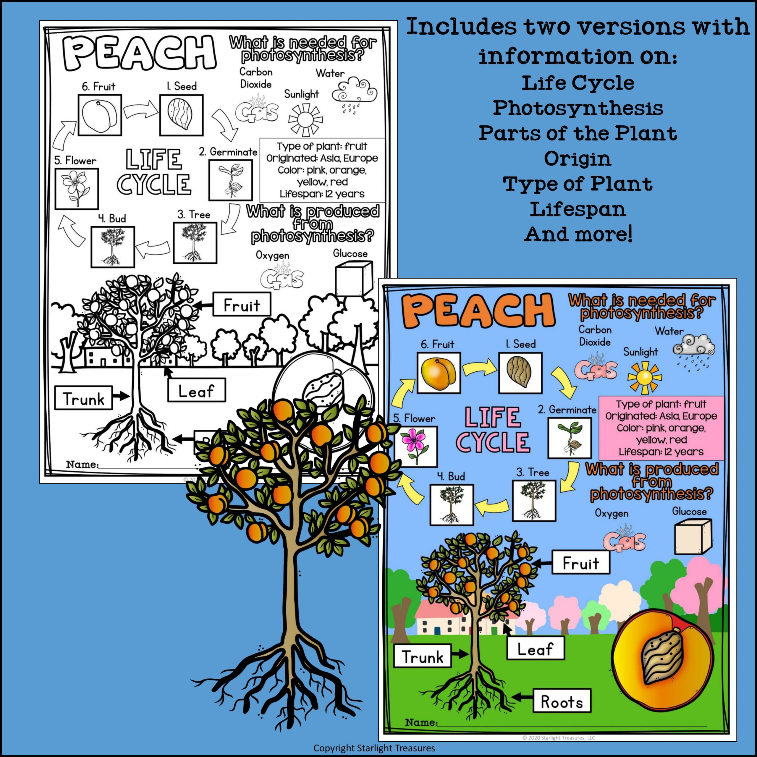Peach Fact Sheet for Early Readers - Plant Study | Made By Teachers