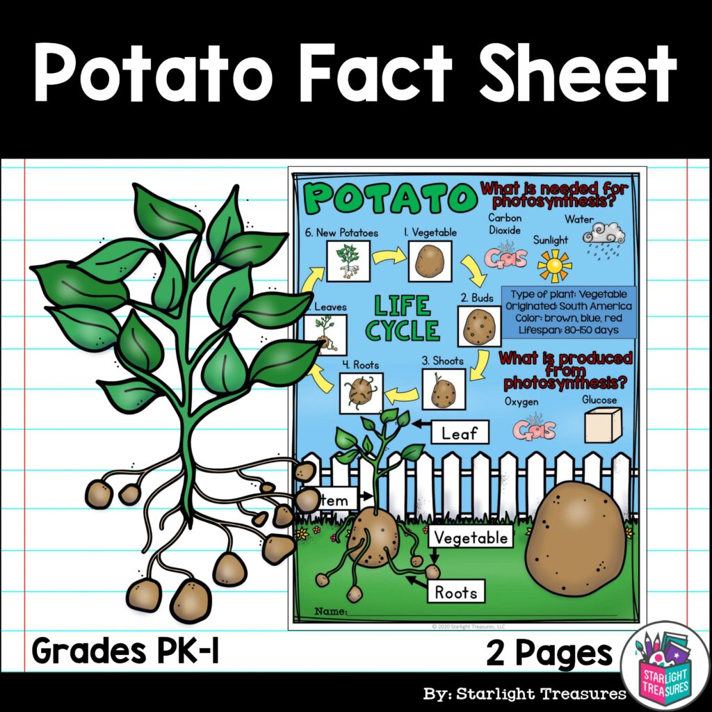 Potato Fact Sheet for Early Readers - Plant Study | Made By Teachers