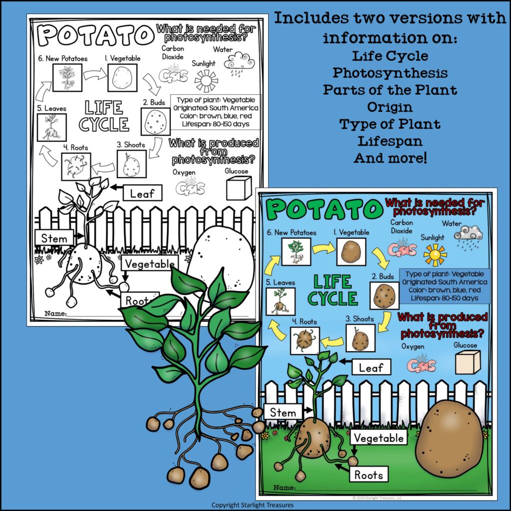 Potato Fact Sheet for Early Readers - Plant Study | Made By Teachers