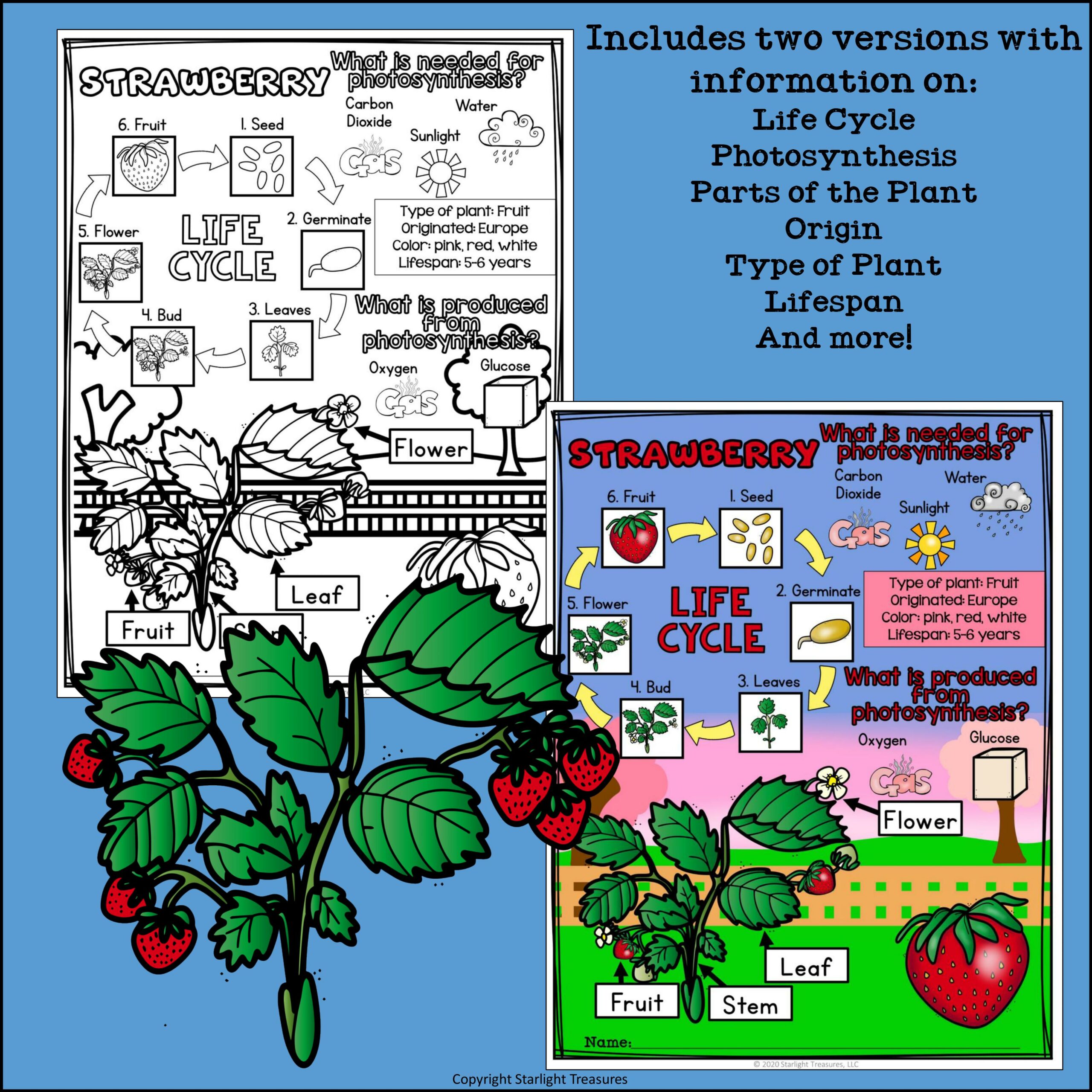 Strawberry Fact Sheet for Early Readers - Plant Study | Made By Teachers