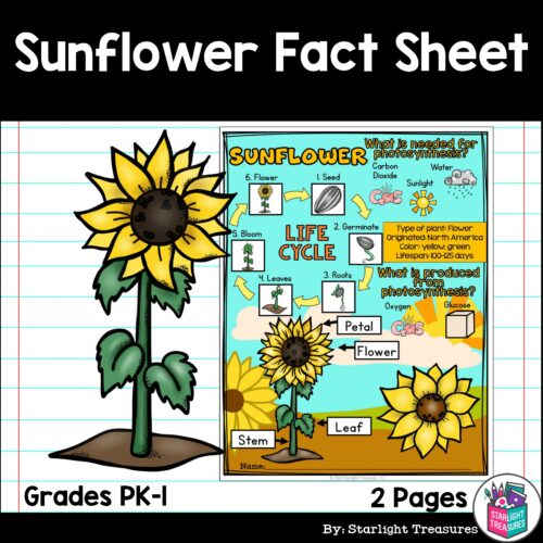 Sunflower Fact Sheet for Early Readers - Plant Study | Made By Teachers