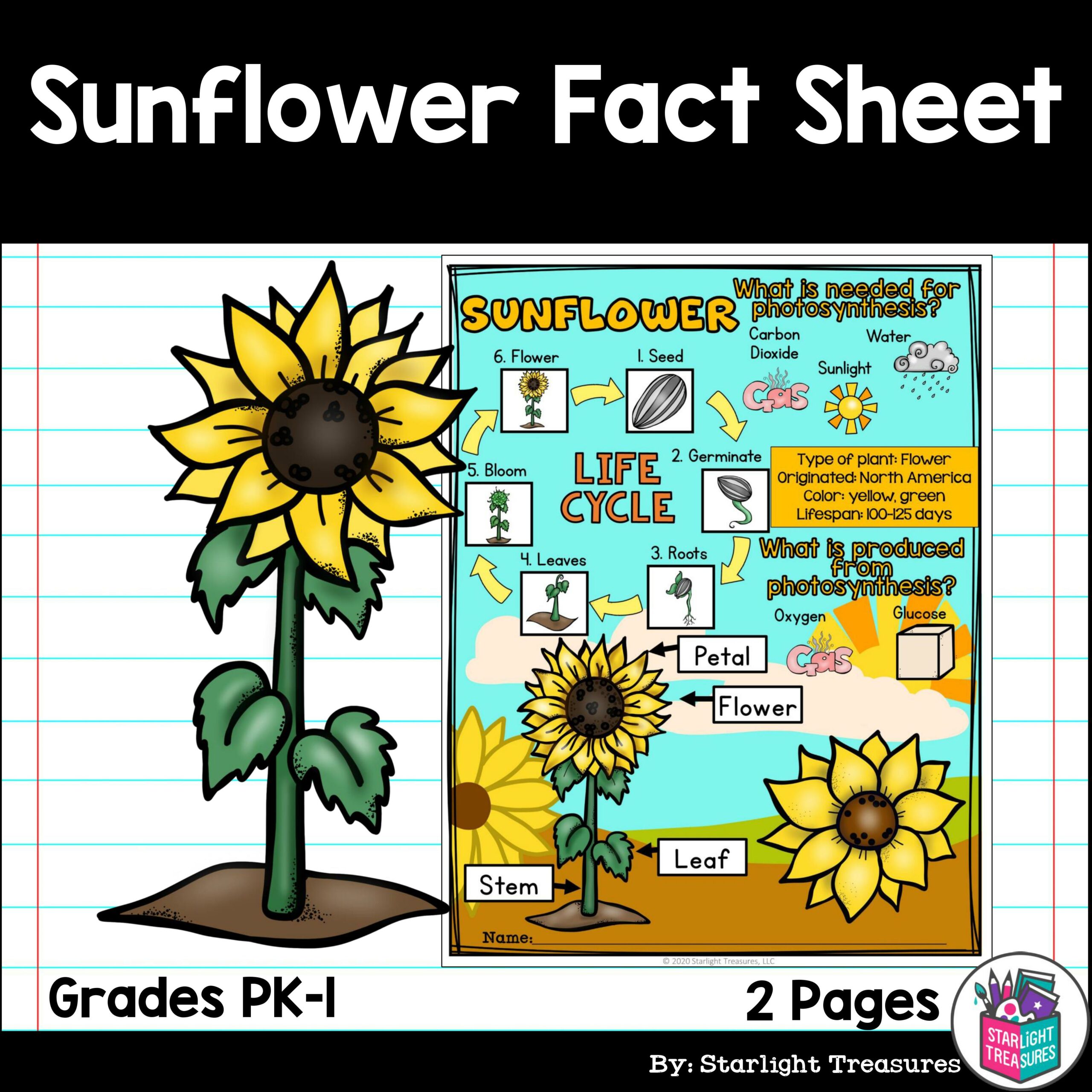 Sunflower Fact Sheet for Early Readers - Plant Study | Made By Teachers