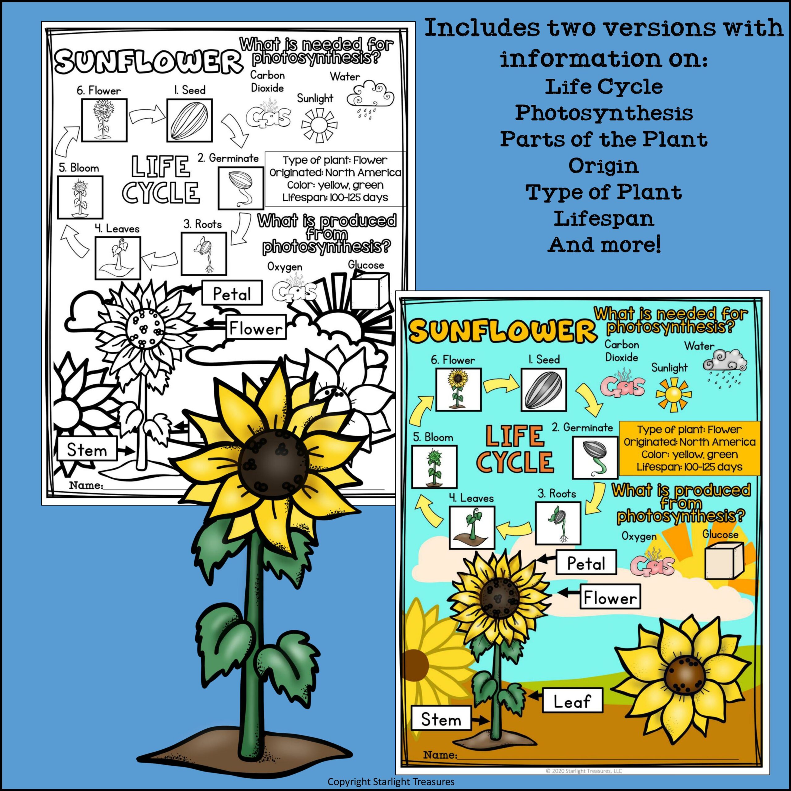 Sunflower Fact Sheet for Early Readers - Plant Study | Made By Teachers