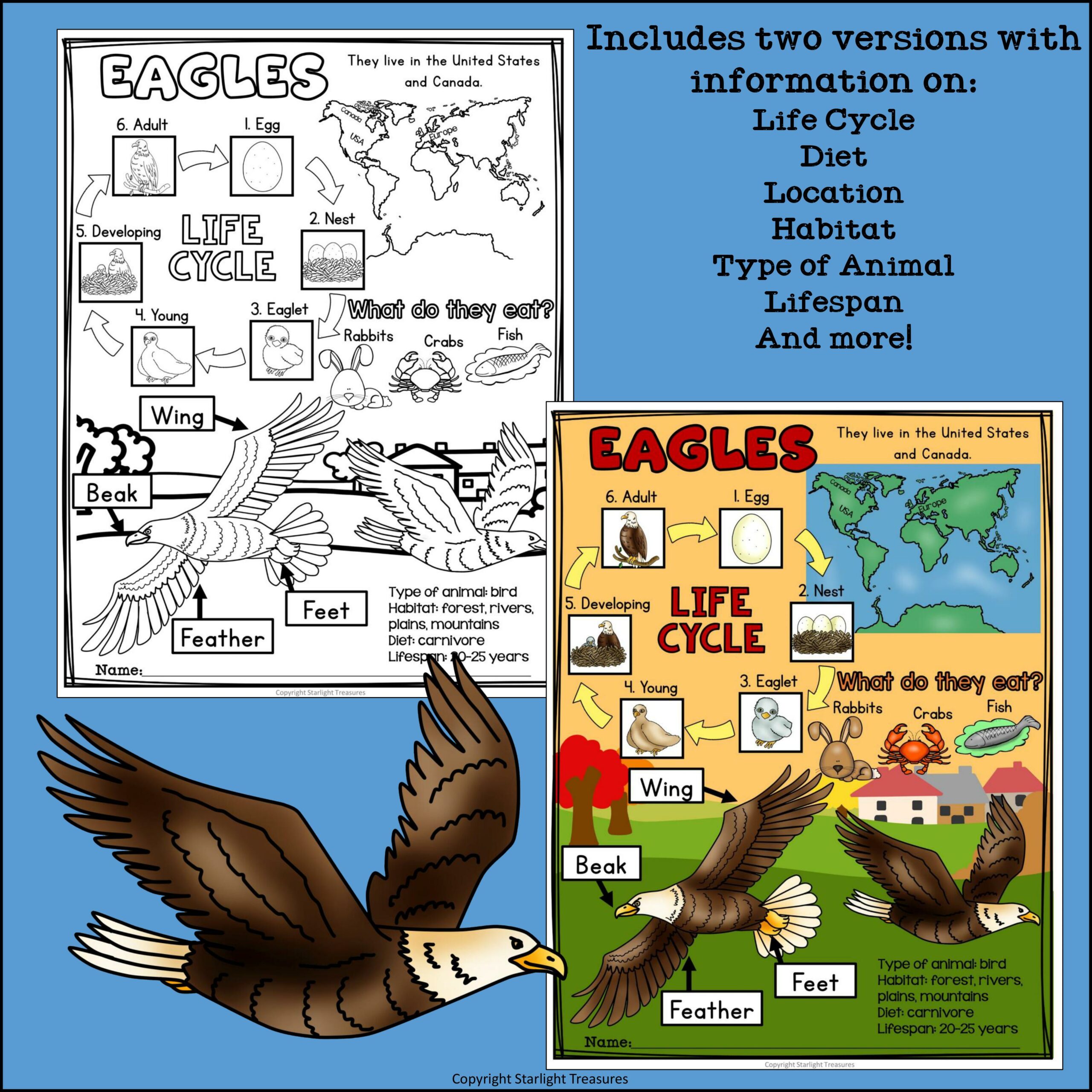 Eagles Fact Sheet for Early Readers - Animal Study | Made By Teachers