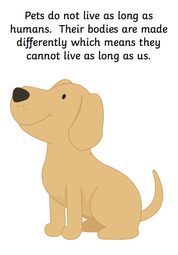 My Pet Died Social Story | Made By Teachers