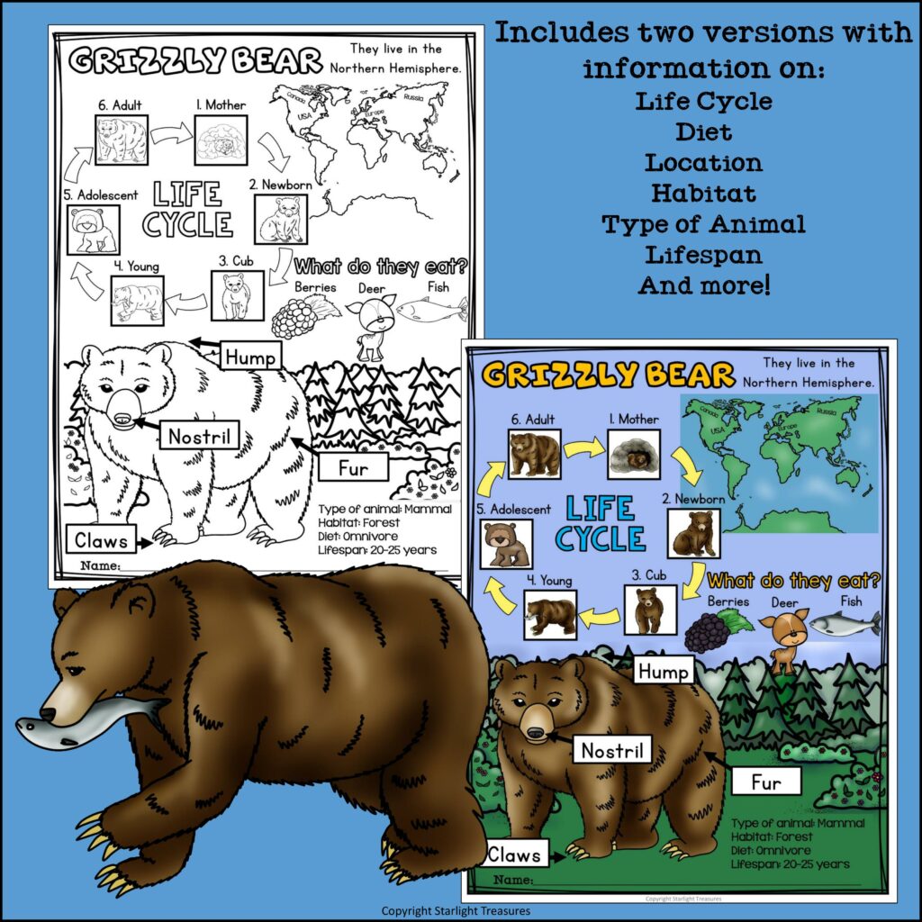 Grizzly Bear Fact Sheet for Early Readers - Animal Study | Made By Teachers