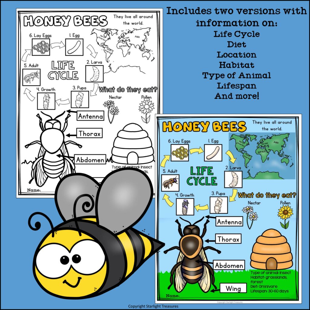 Honey Bees Fact Sheet for Early Readers - Animal Study - Made By Teachers