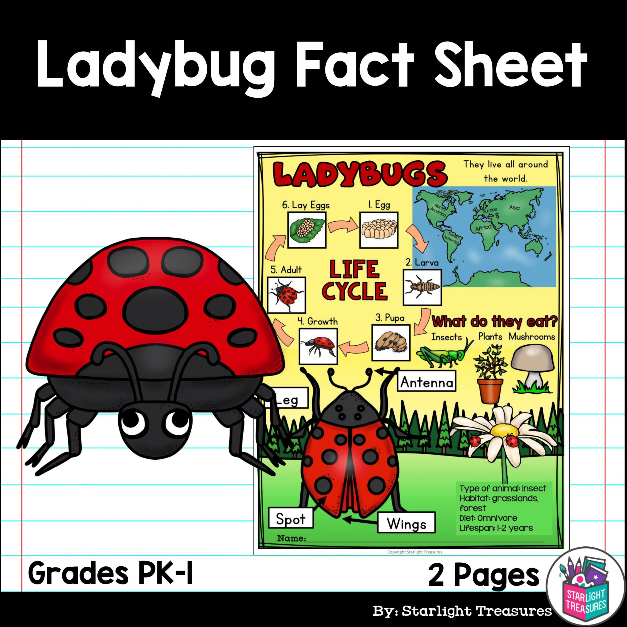 Ladybugs Fact Sheet for Early Readers - Animal Study | Made By Teachers