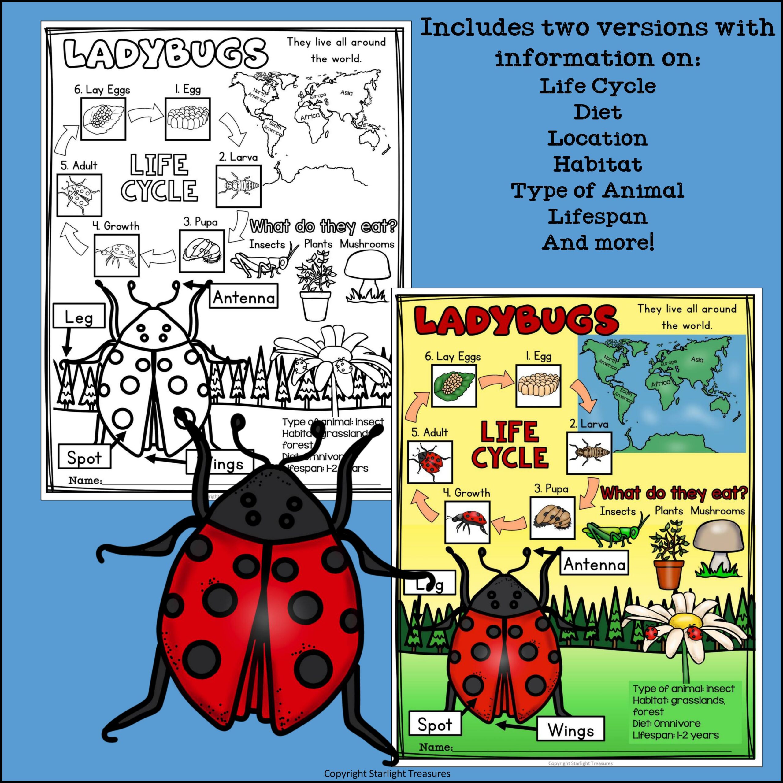 Ladybugs Fact Sheet for Early Readers - Animal Study | Made By Teachers