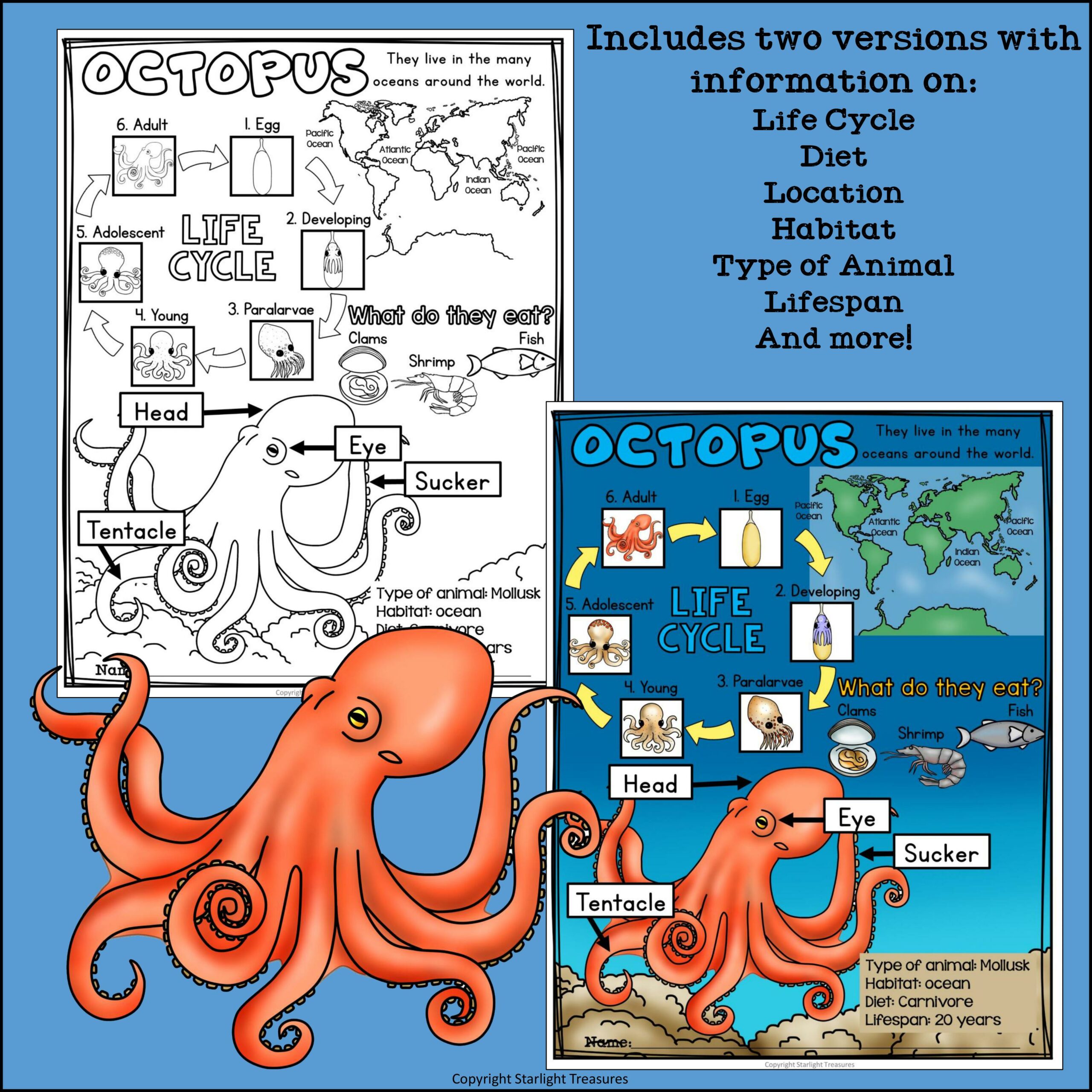 Octopus Fact Sheet for Early Readers - Animal Study | Made By Teachers