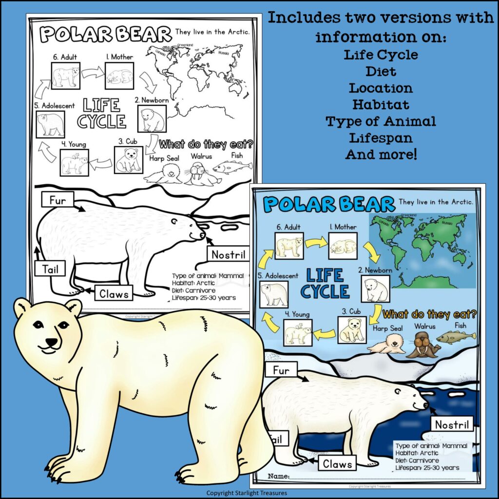 Polar Bear Fact Sheet for Early Readers - Animal Study | Made By Teachers