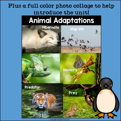 Animal Adaptations Mini Book for Early Readers | Made By Teachers