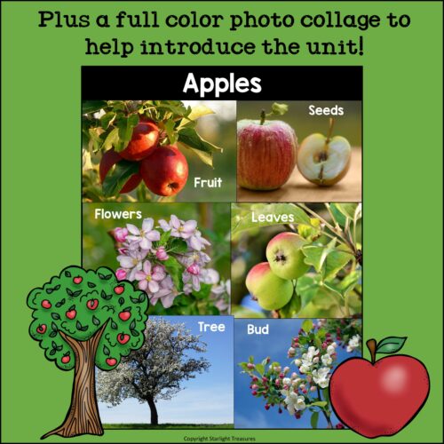 Apples Mini Book for Early Readers | Made By Teachers