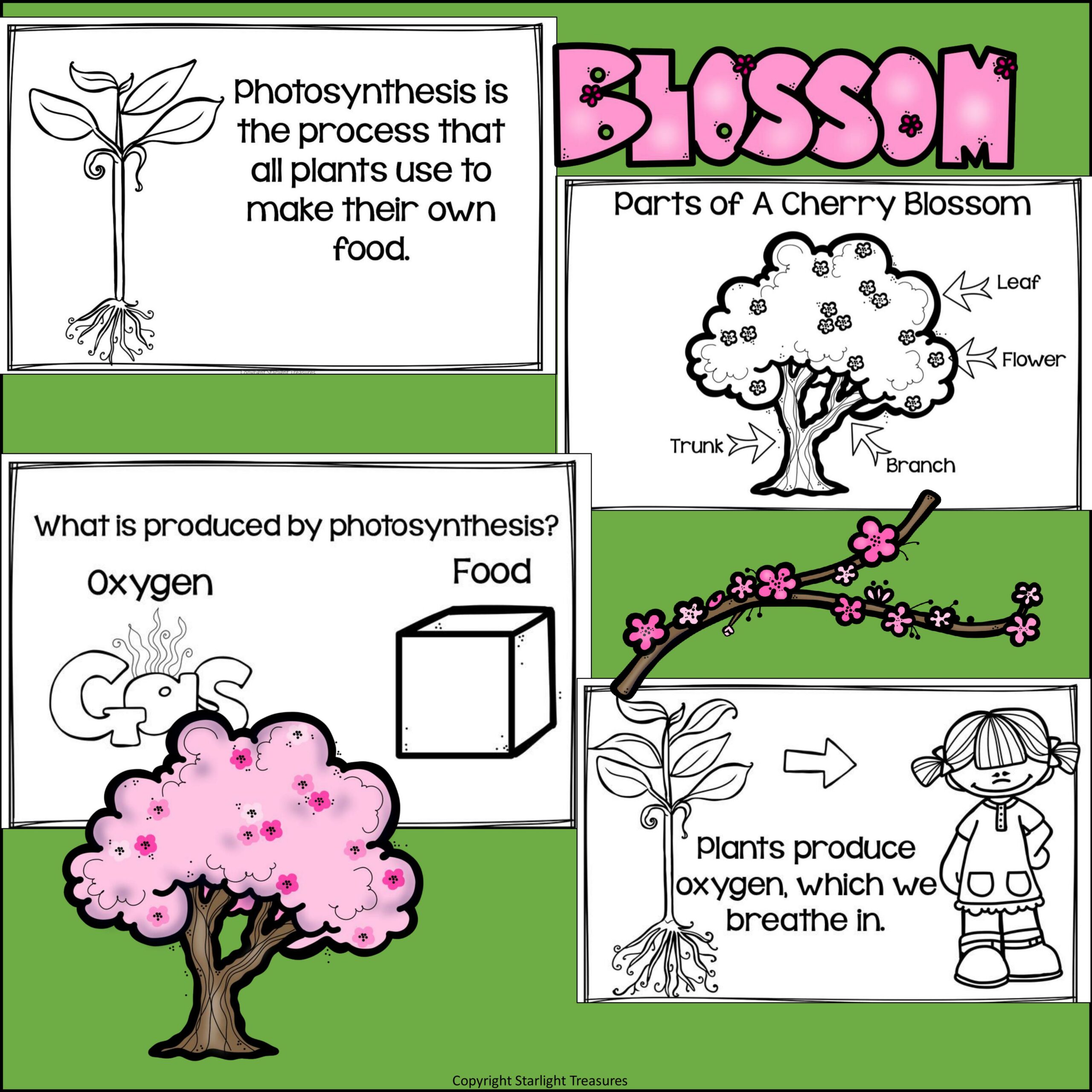 Cherry Blossom Mini Book for Early Readers | Made By Teachers