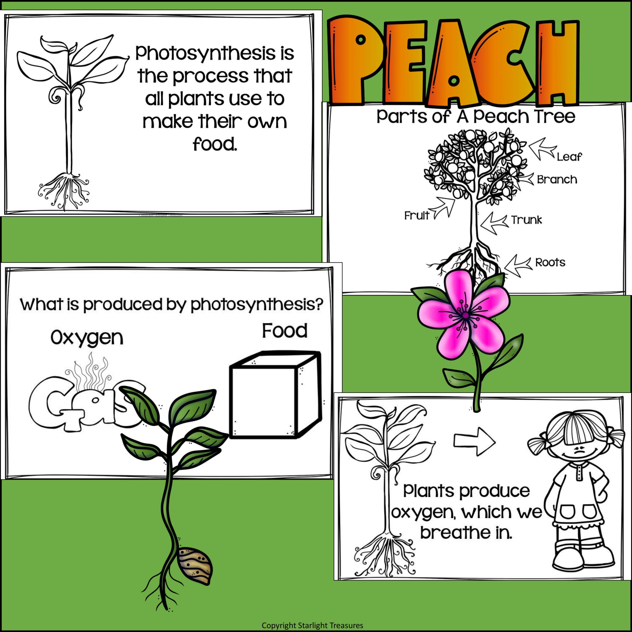 Peach Mini Book for Early Readers | Made By Teachers