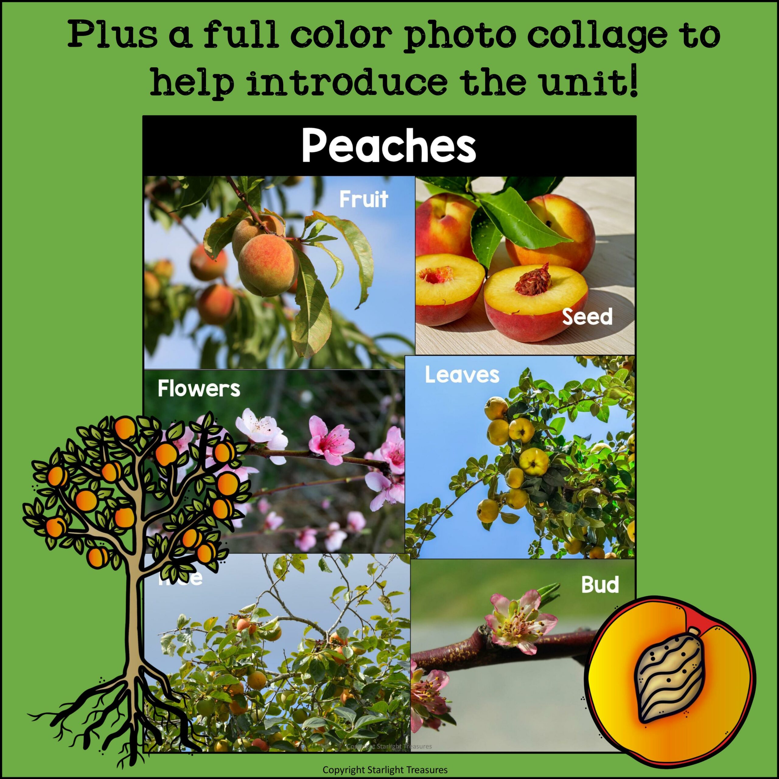 Peach Mini Book for Early Readers | Made By Teachers