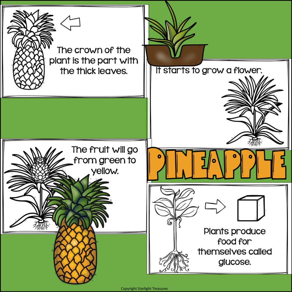 Pineapples Mini Book for Early Readers | Made By Teachers