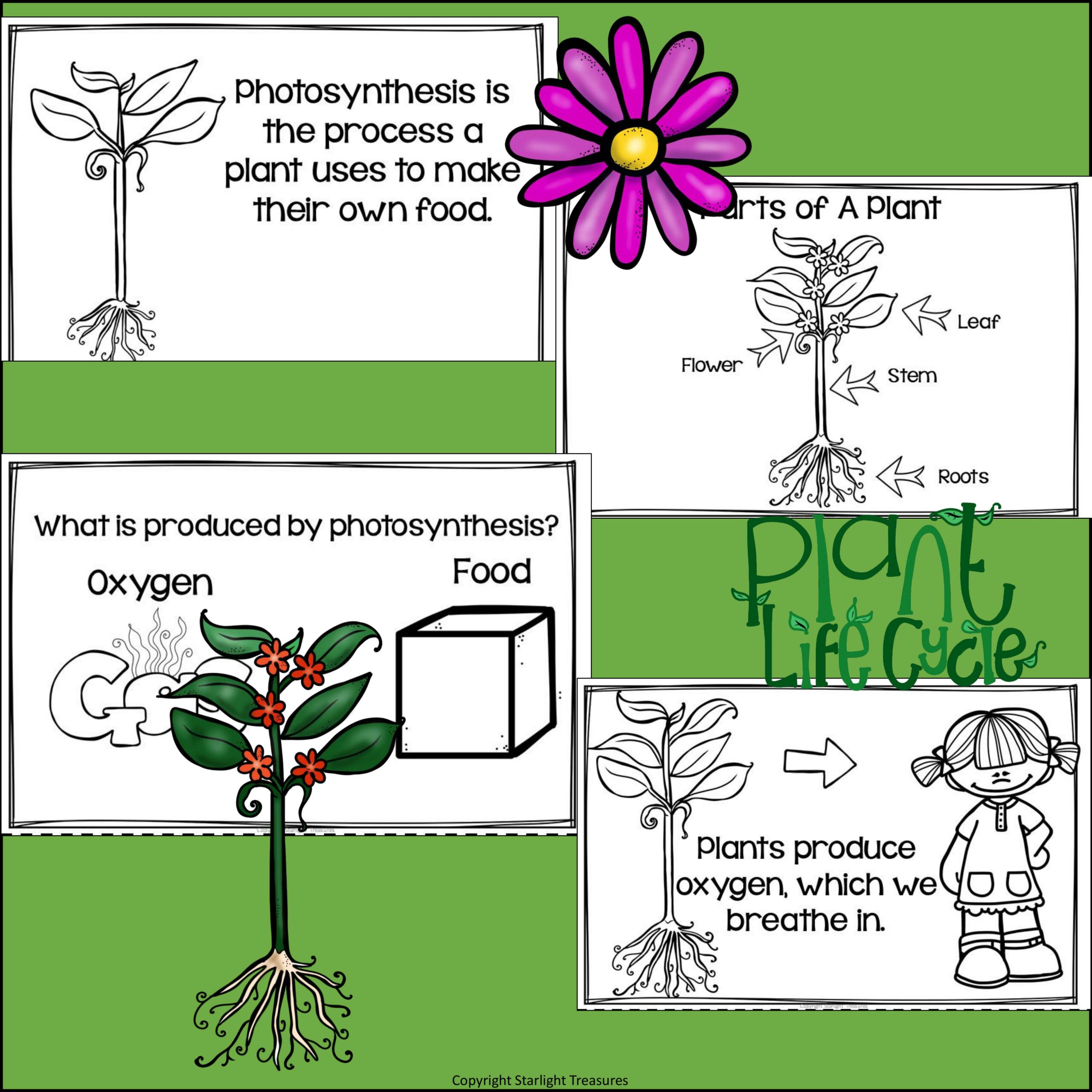 Plants Mini Book for Early Readers: Photosynthesis | Made By Teachers