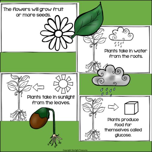 Plants Mini Book for Early Readers: Photosynthesis | Made By Teachers