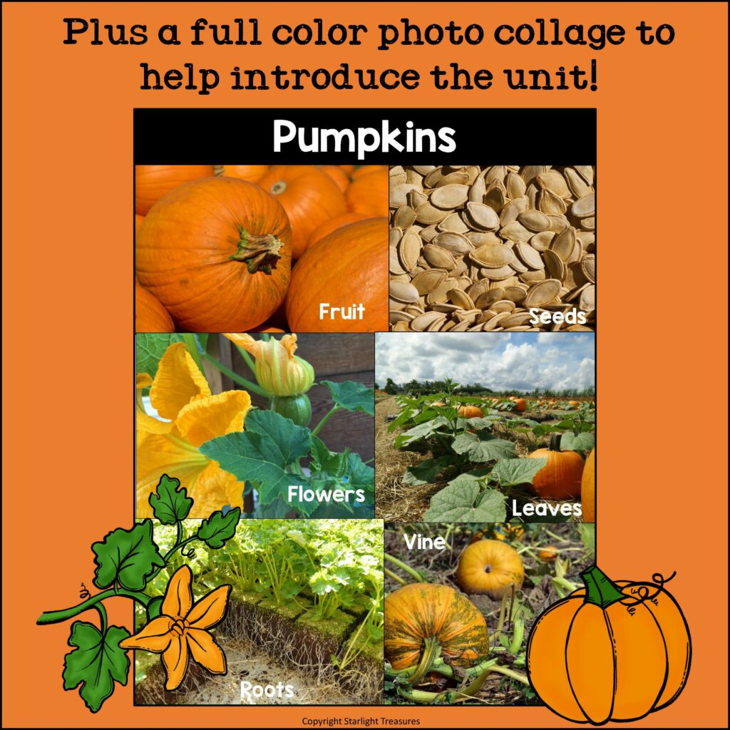 Pumpkins Mini Book for Early Readers | Made By Teachers