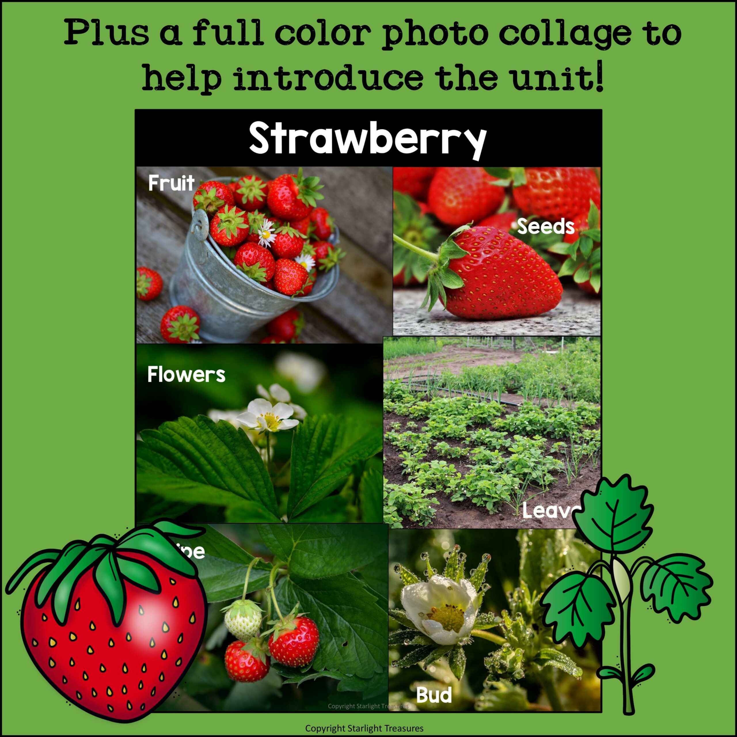 Strawberry Mini Book for Early Readers | Made By Teachers