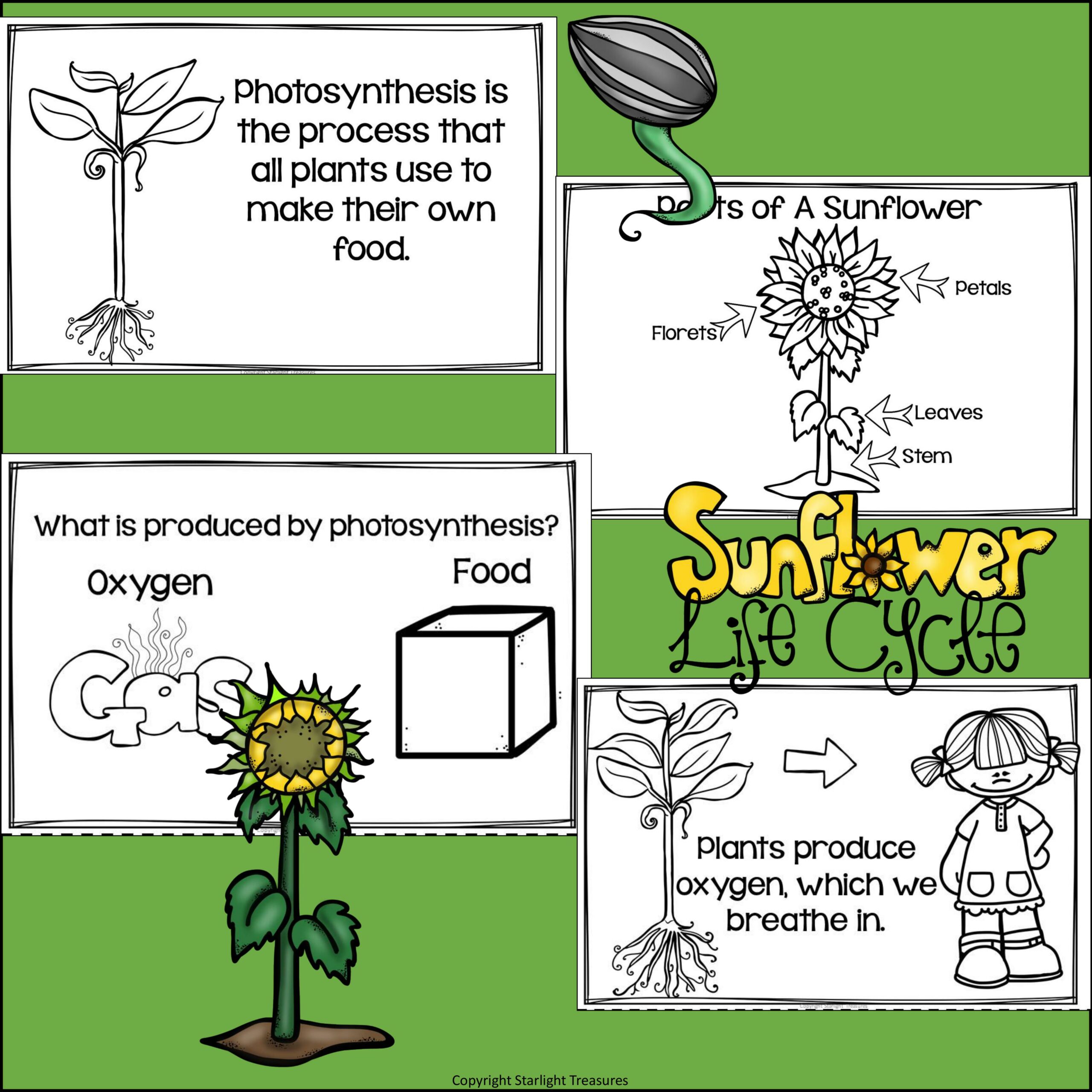 Sunflowers Mini Book for Early Readers | Made By Teachers