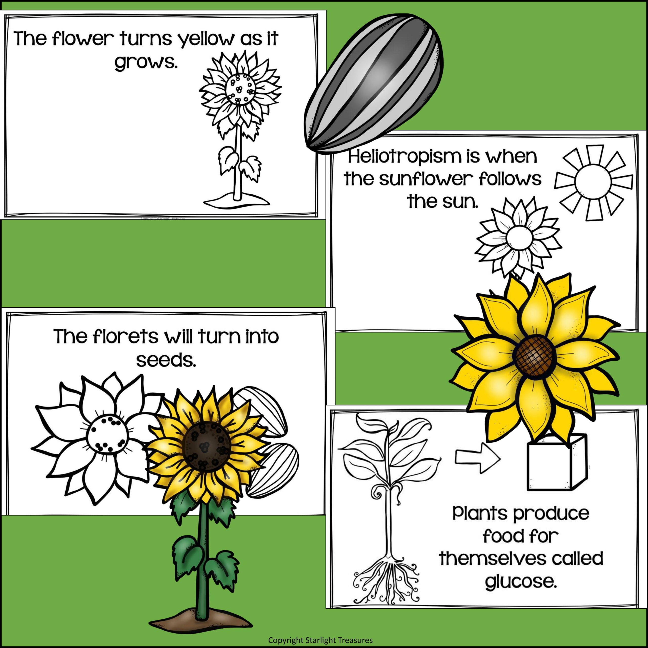 Sunflowers Mini Book for Early Readers | Made By Teachers