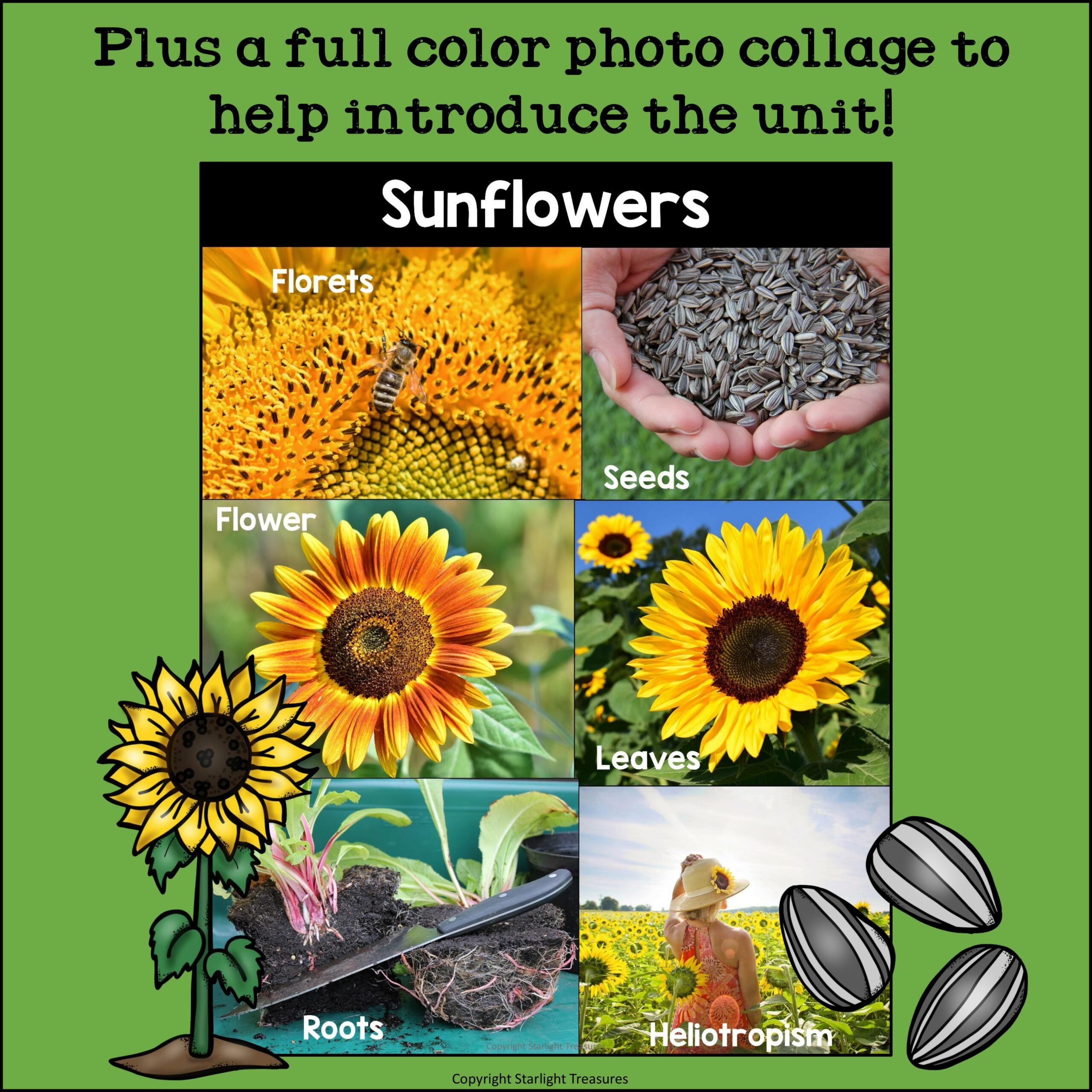Sunflowers Mini Book for Early Readers | Made By Teachers
