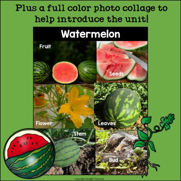 Watermelon Mini Book for Early Readers | Made By Teachers