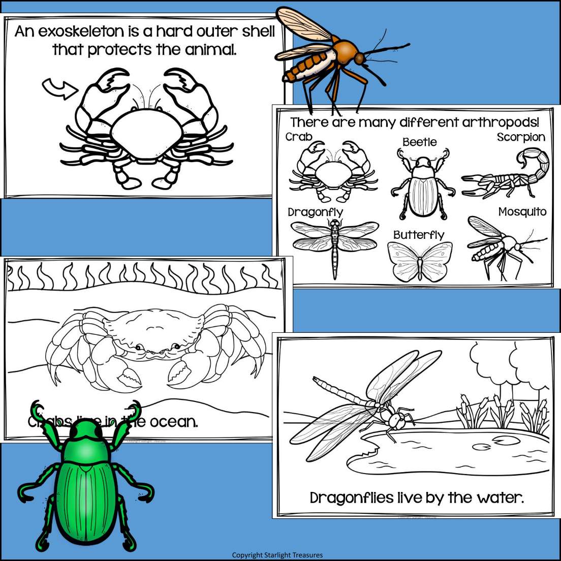 Arthropods Mini Book for Early Readers: Animal Groups and ...