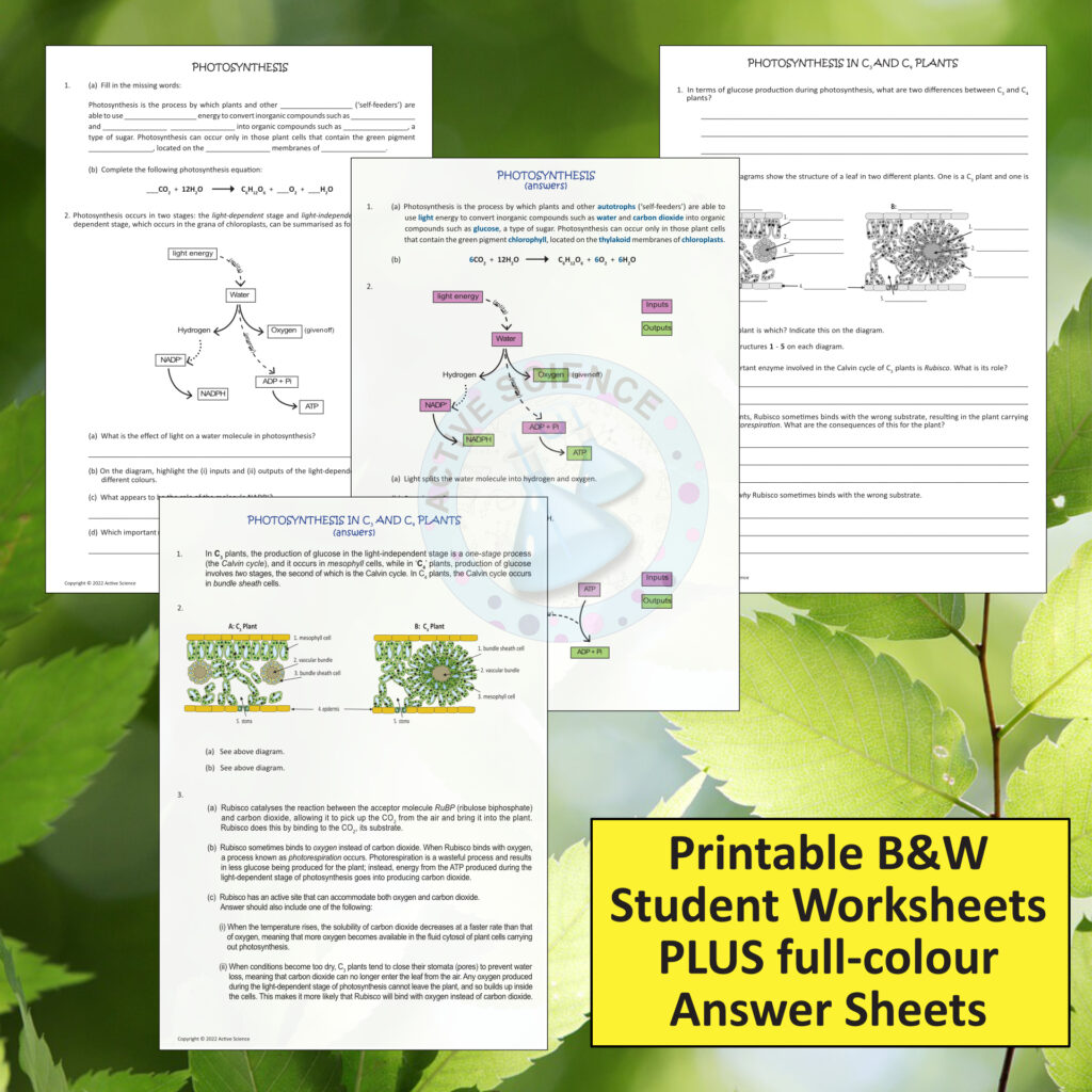 Plant Structure and Photosynthesis | Made By Teachers