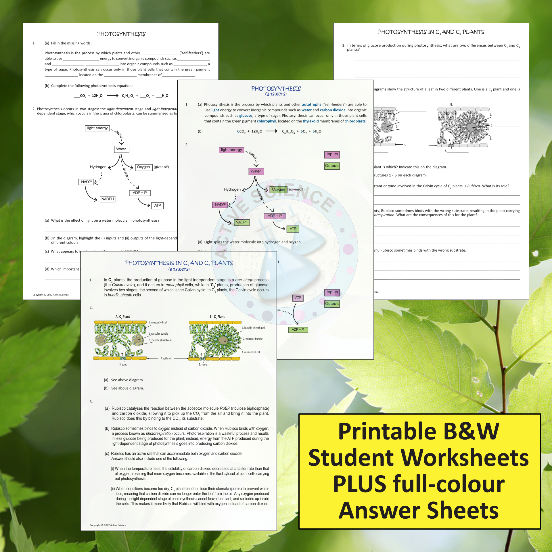 Plant Structure and Photosynthesis | Made By Teachers