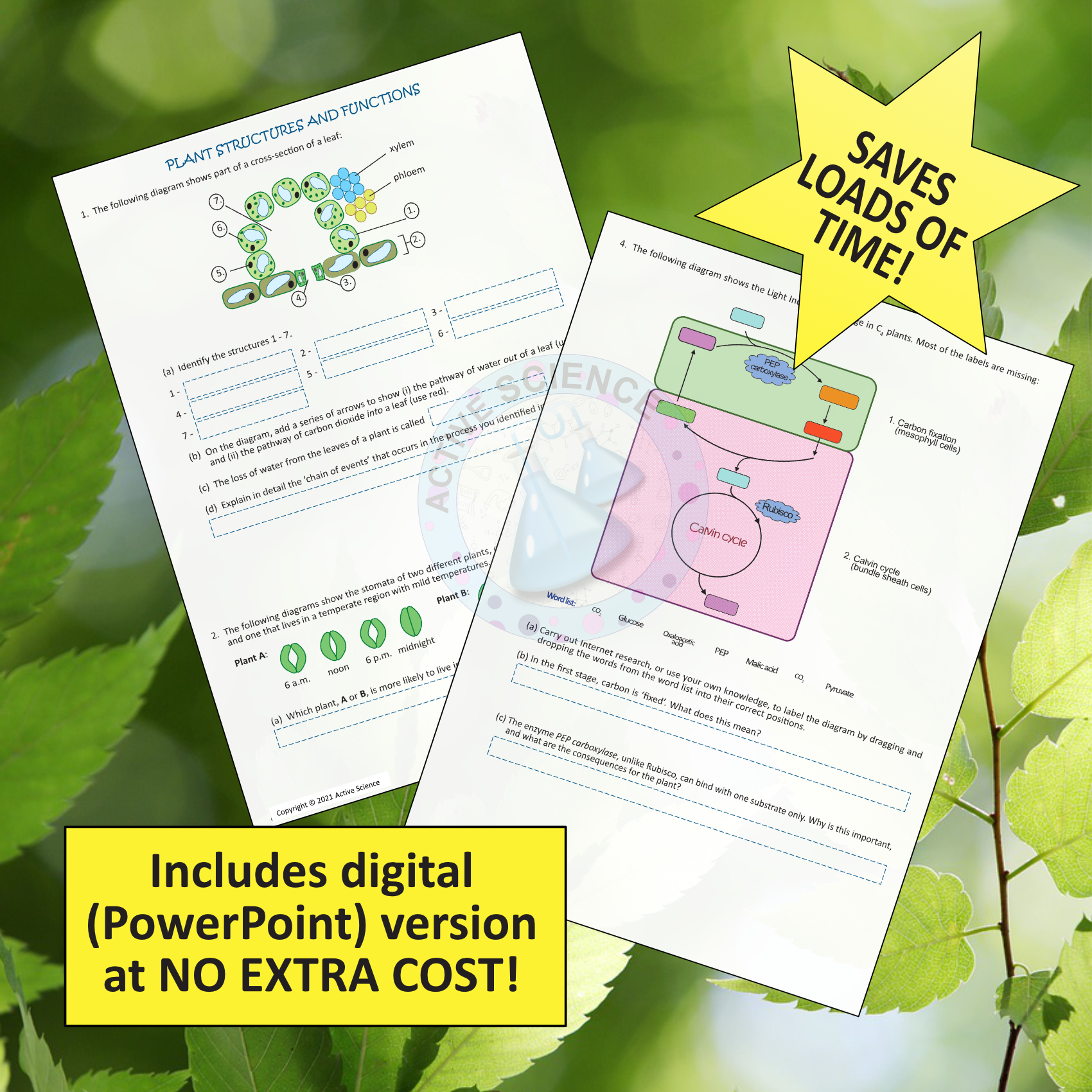 Plant Structure and Photosynthesis | Made By Teachers